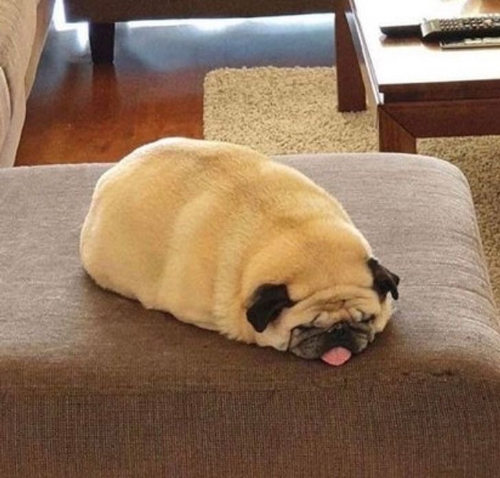 25 Funny And Cute Doggy Pictures To Make Anyone Smile – The Wild Gems