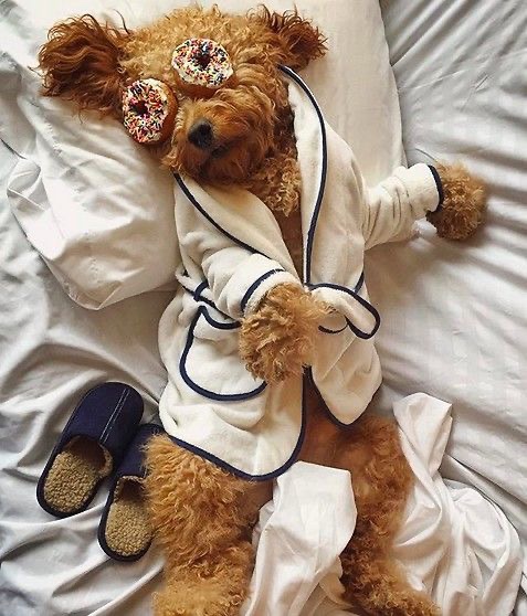 25 Funny And Cute Doggy Pictures To Make Anyone Smile – The Wild Gems