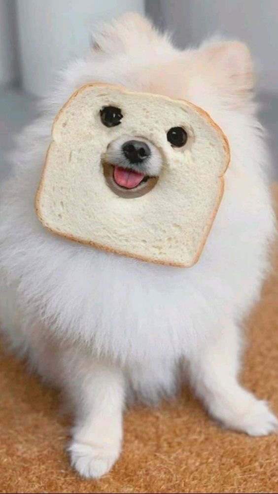 25 Funny And Cute Doggy Pictures To Make Anyone Smile – The Wild Gems