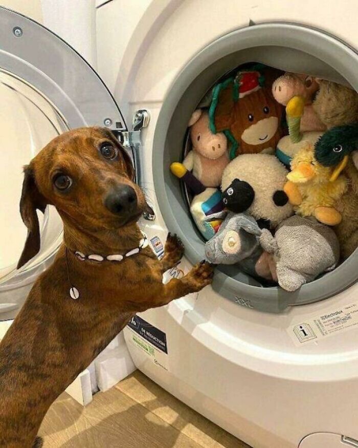 25 Funny And Cute Doggy Pictures To Make Anyone Smile – The Wild Gems